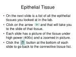 PPT - Epithelial Tissue PowerPoint Presentation, free download - ID:1756164