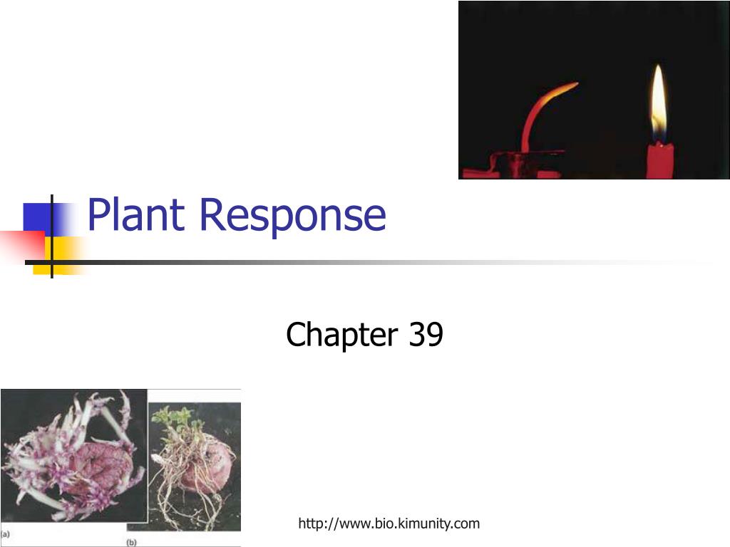 PPT - Plant Response PowerPoint Presentation, free download - ID:1795728