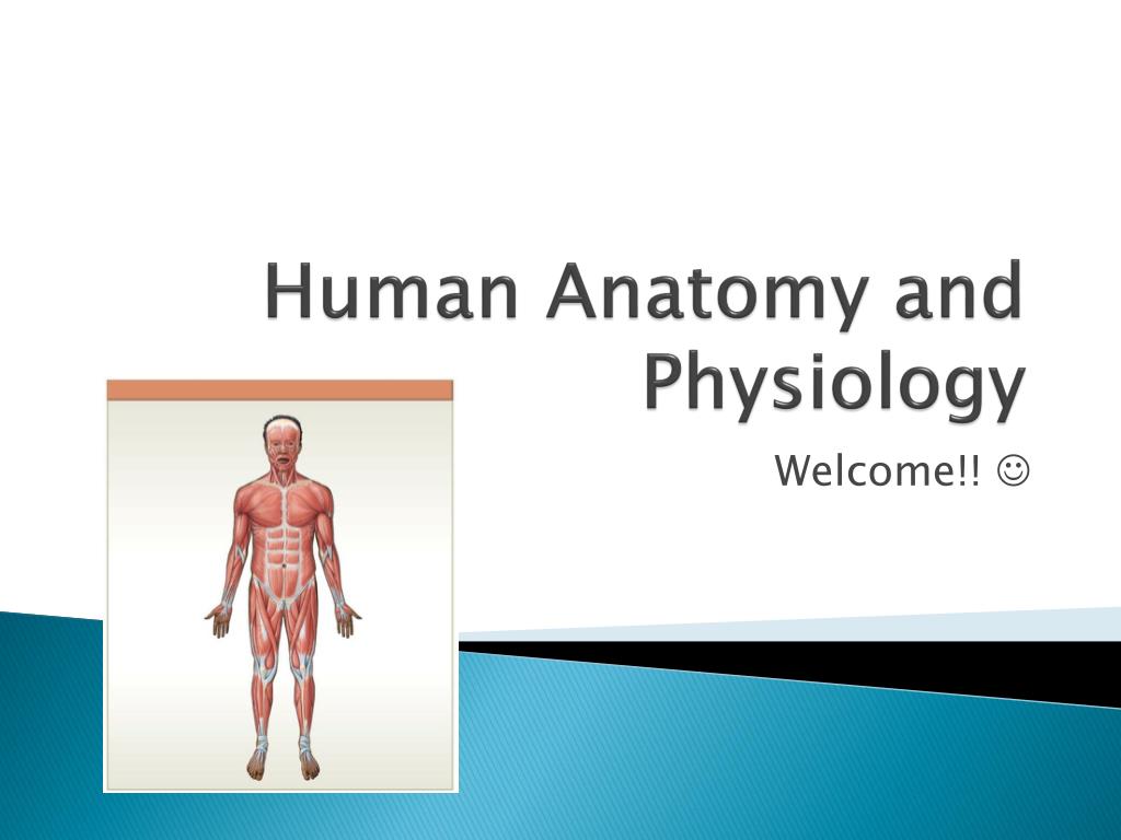 PPT - Human Anatomy and Physiology PowerPoint Presentation, free ...
