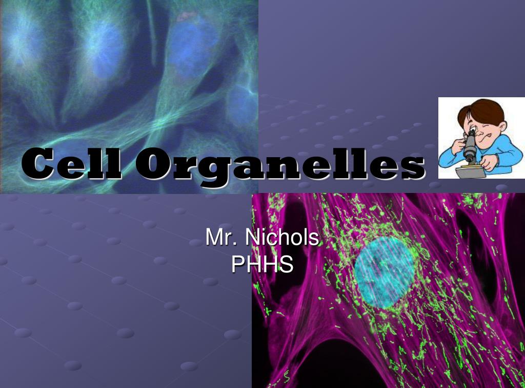 PPT - Cell Organelles PowerPoint Presentation, free download - ID:1796824