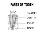 PPT - Enamel PowerPoint Presentation, free download - ID:2255941