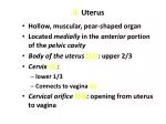 PPT - Uterus PowerPoint Presentation, free download - ID:3108982