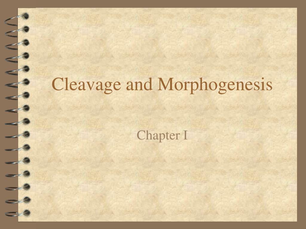 PPT - Cleavage and Morphogenesis PowerPoint Presentation, free download ...