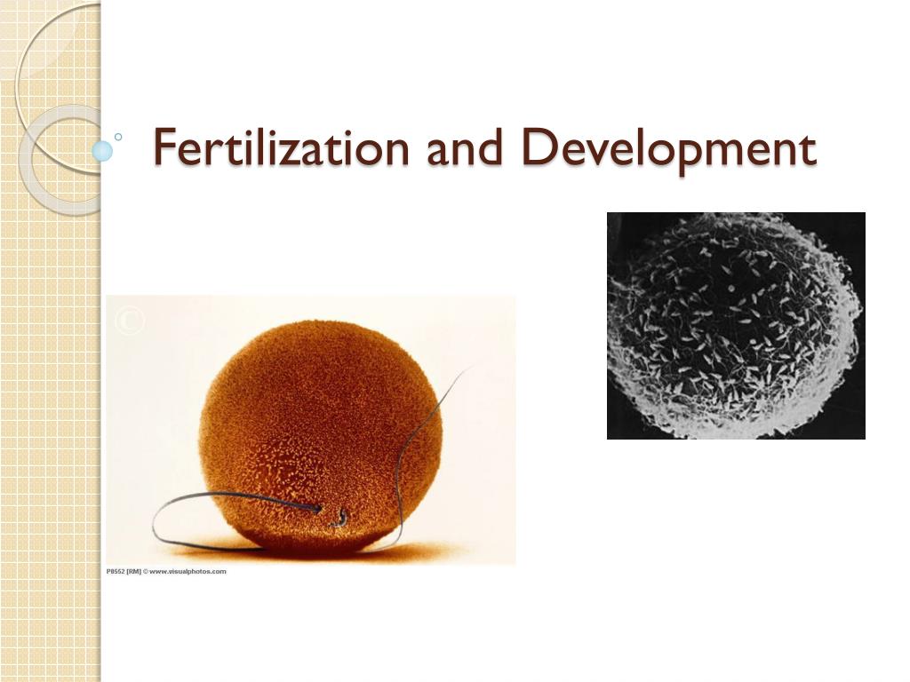 PPT - Fertilization and Development PowerPoint Presentation, free ...