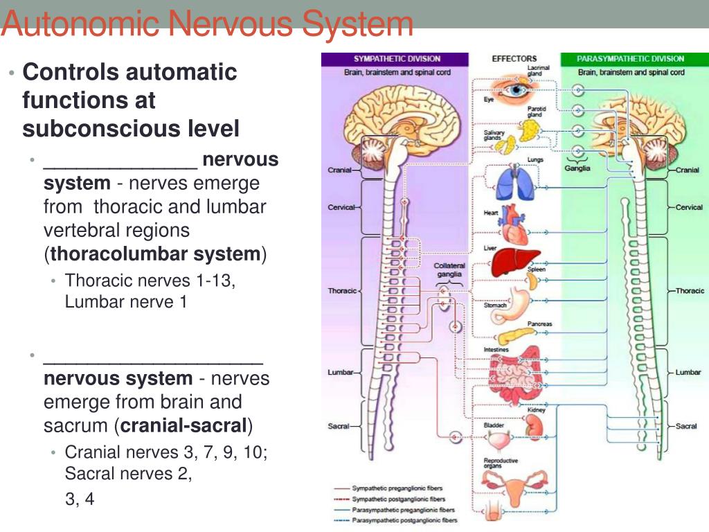 PPT - Autonomic Nervous System PowerPoint Presentation, free download ...