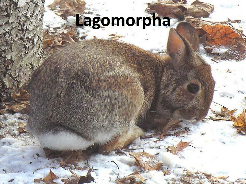 PPT - Lagomorpha PowerPoint Presentation, free download - ID:1815727