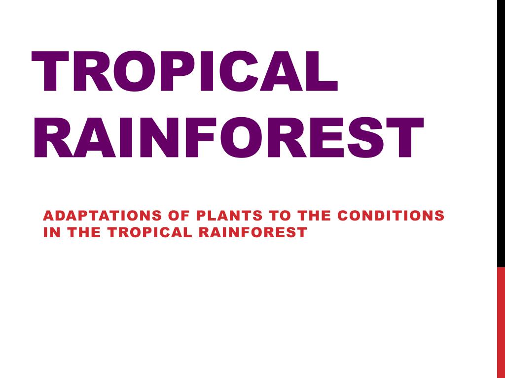 PPT - Tropical Rainforest PowerPoint Presentation, free download - ID ...