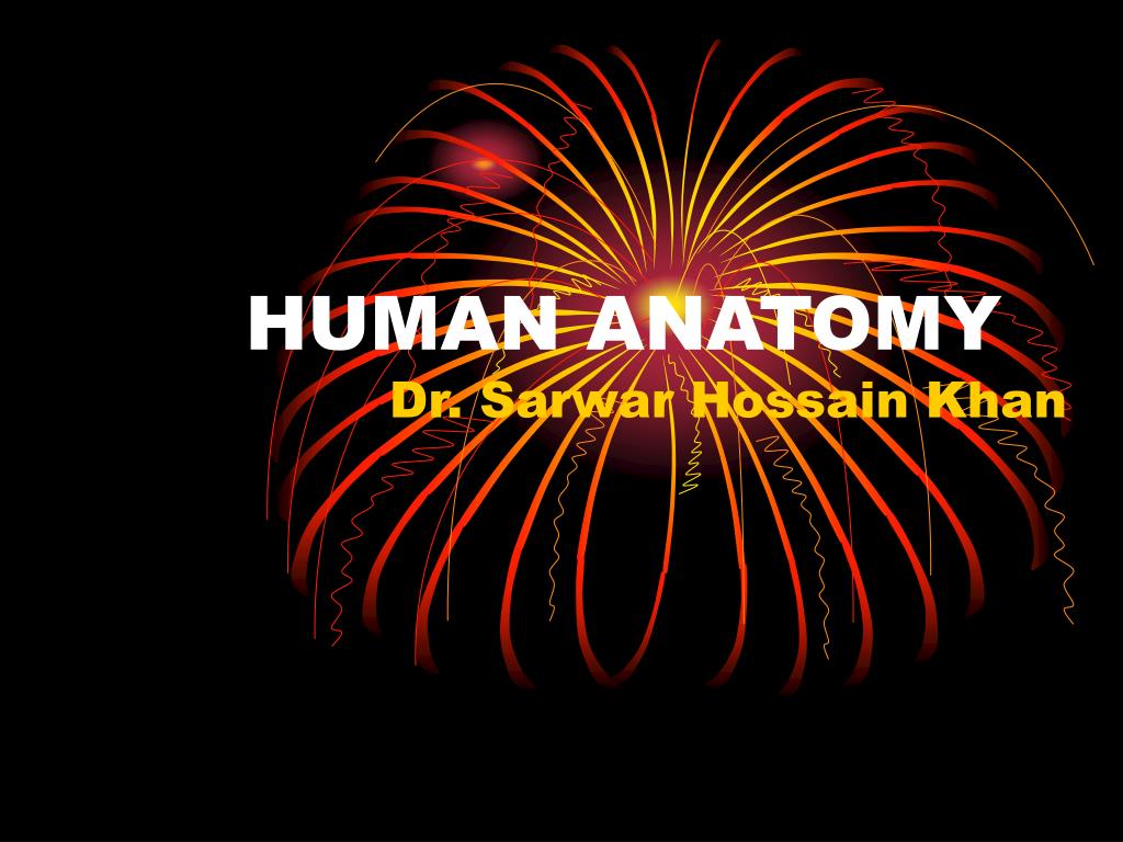 PPT - HUMAN ANATOMY PowerPoint Presentation, free download - ID:1817266