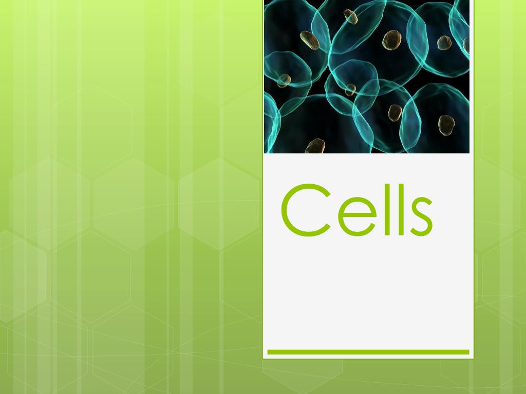 PPT - Cells PowerPoint Presentation, free download - ID:1817363