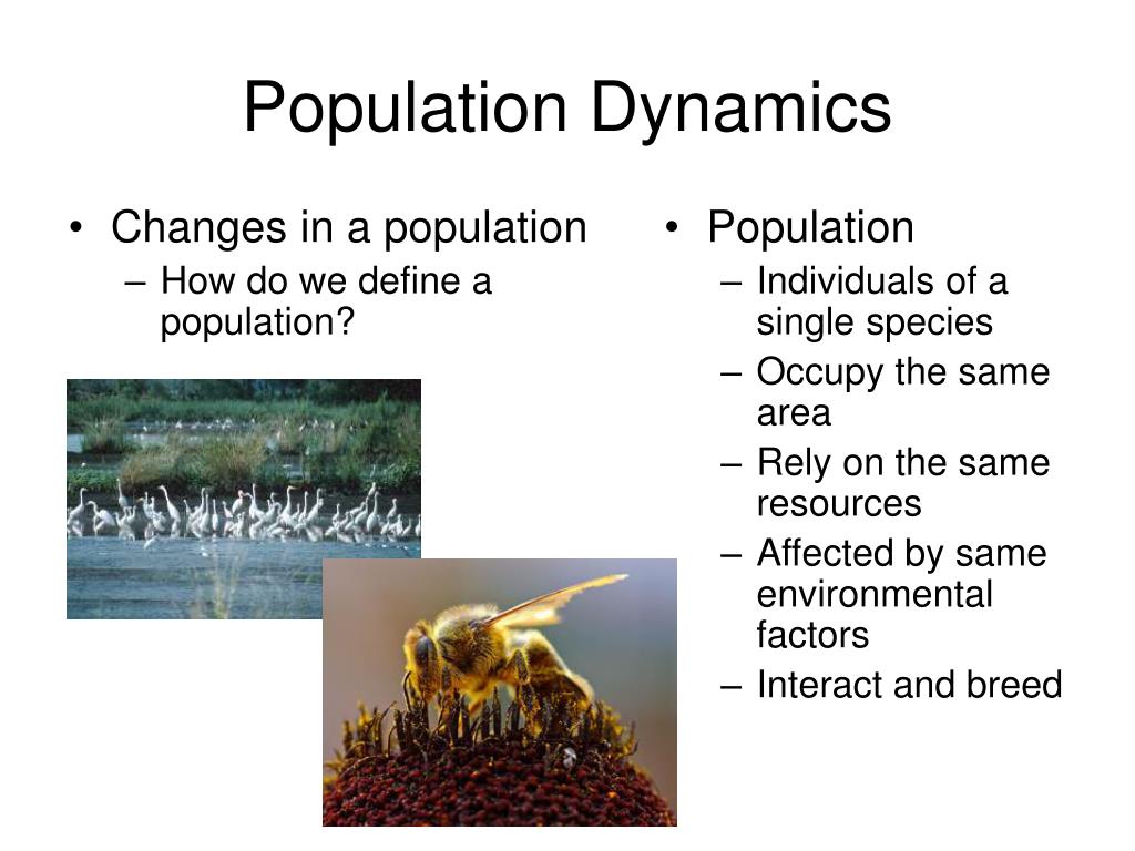 PPT - Population Dynamics PowerPoint Presentation, free download - ID ...