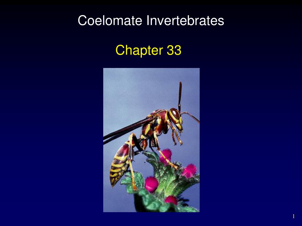 PPT - Coelomate Invertebrates PowerPoint Presentation, free download ...