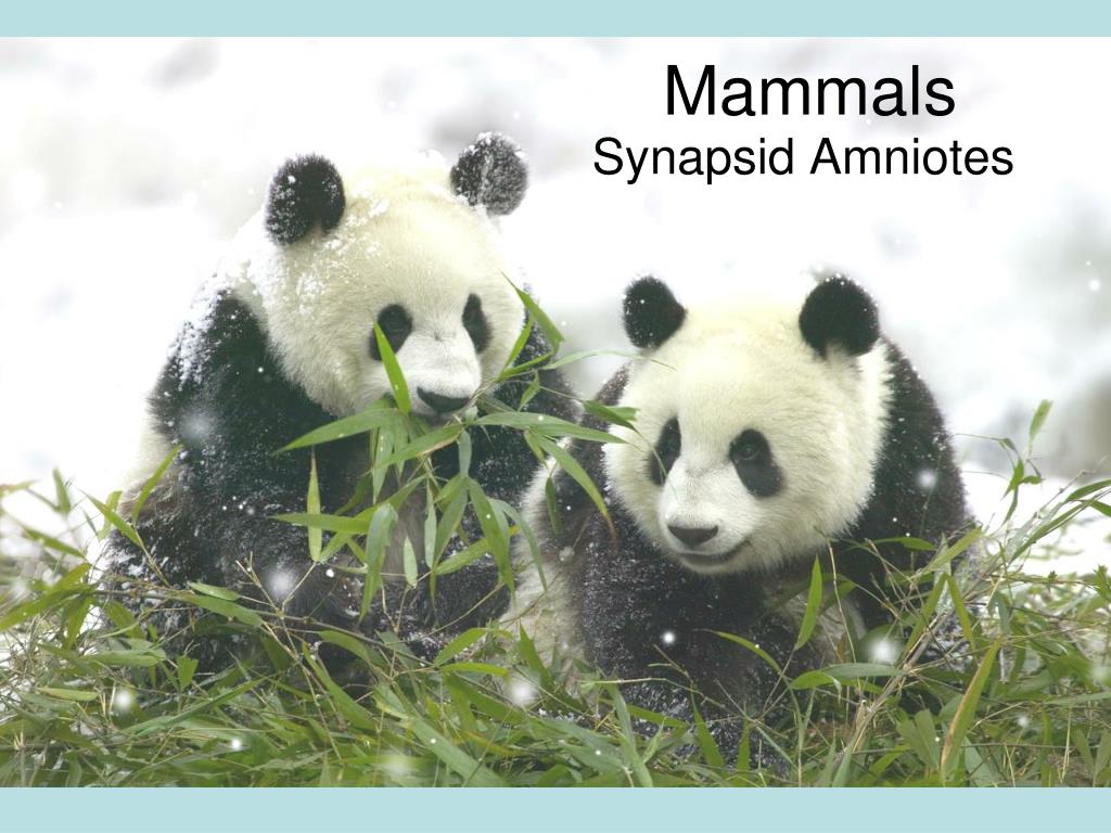 PPT - Mammals PowerPoint Presentation, free download - ID:1820650
