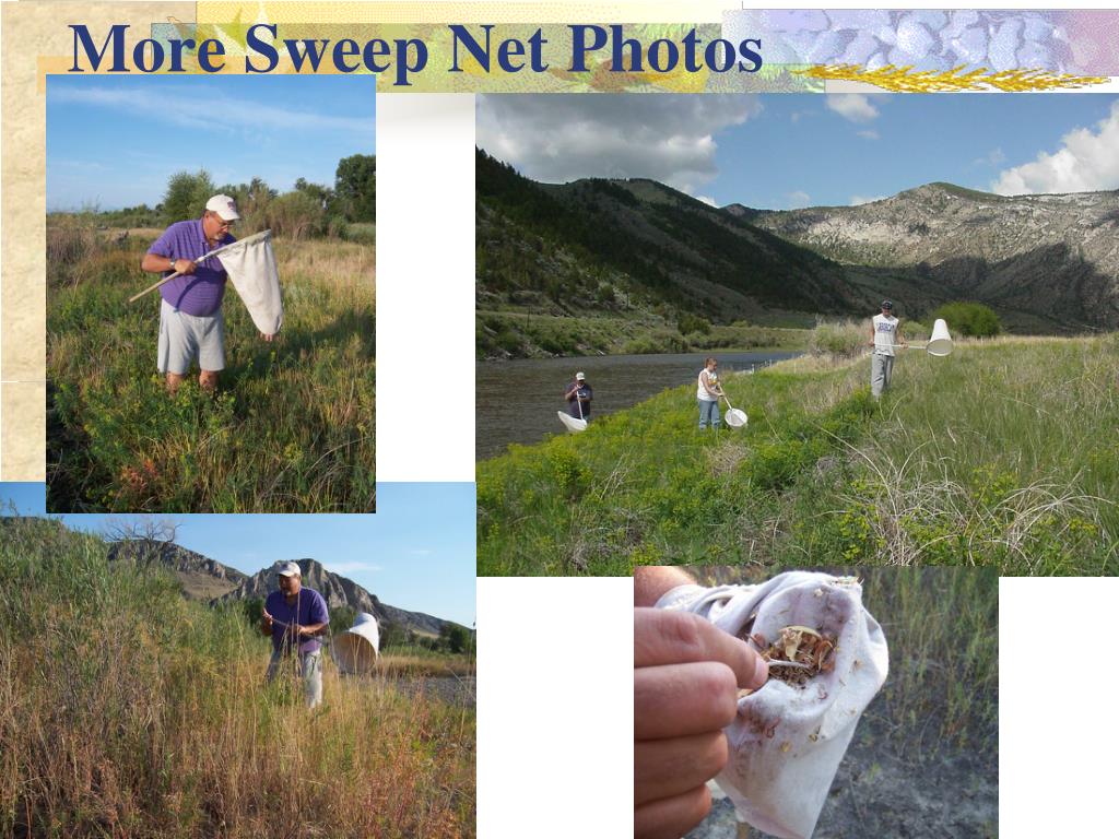 PPT - Effective Insect Management Guide: Control Techniques for ...