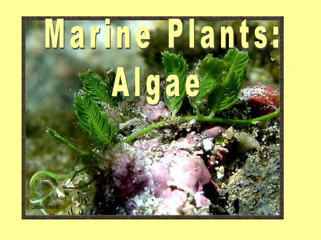 PPT - Marine Plants: Algae PowerPoint Presentation, free download - ID ...