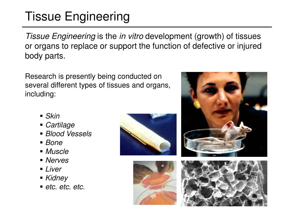 PPT - Tissue Engineering PowerPoint Presentation, free download - ID ...