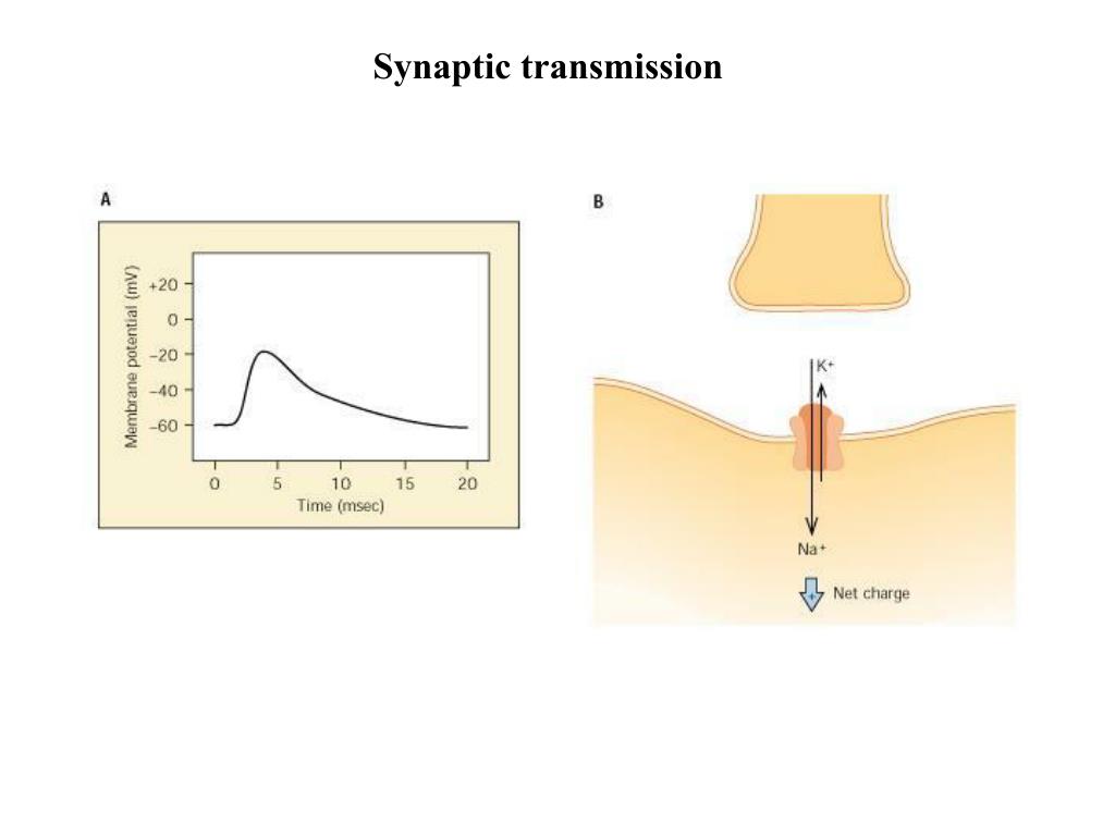 PPT - Synaptic transmission PowerPoint Presentation, free download - ID ...
