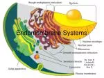 PPT - Details of the Endomembrane System PowerPoint Presentation, free ...