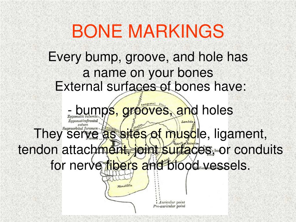 PPT - BONE MARKINGS PowerPoint Presentation, free download - ID:1831028