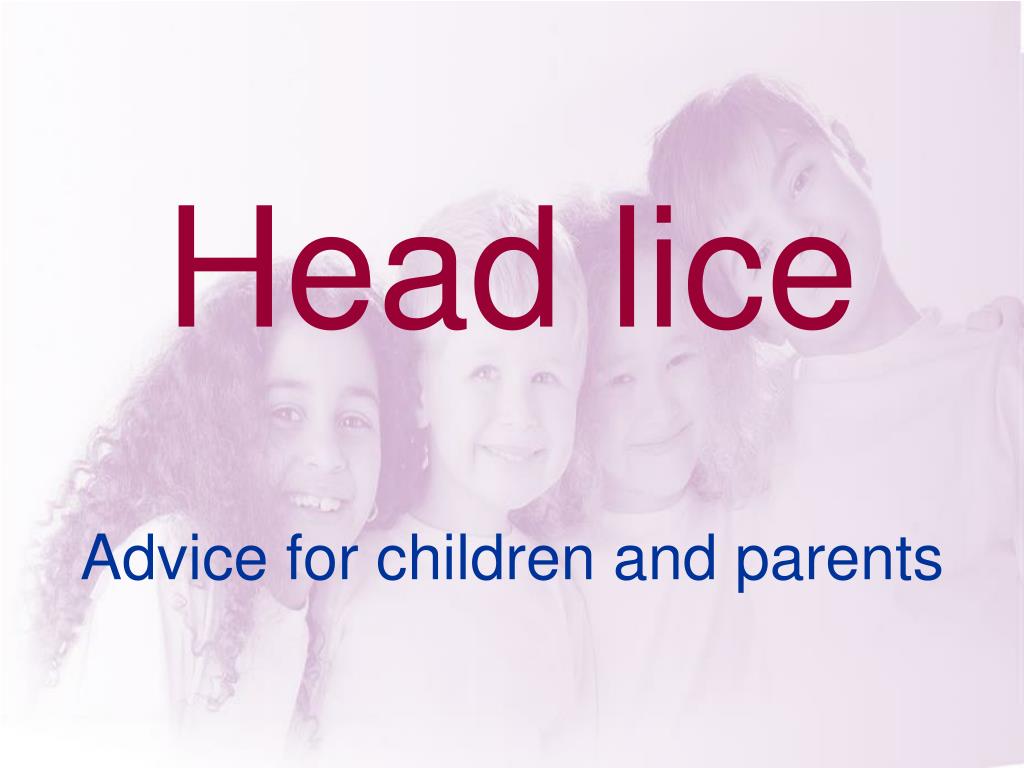 PPT - Head lice PowerPoint Presentation, free download - ID:1832804