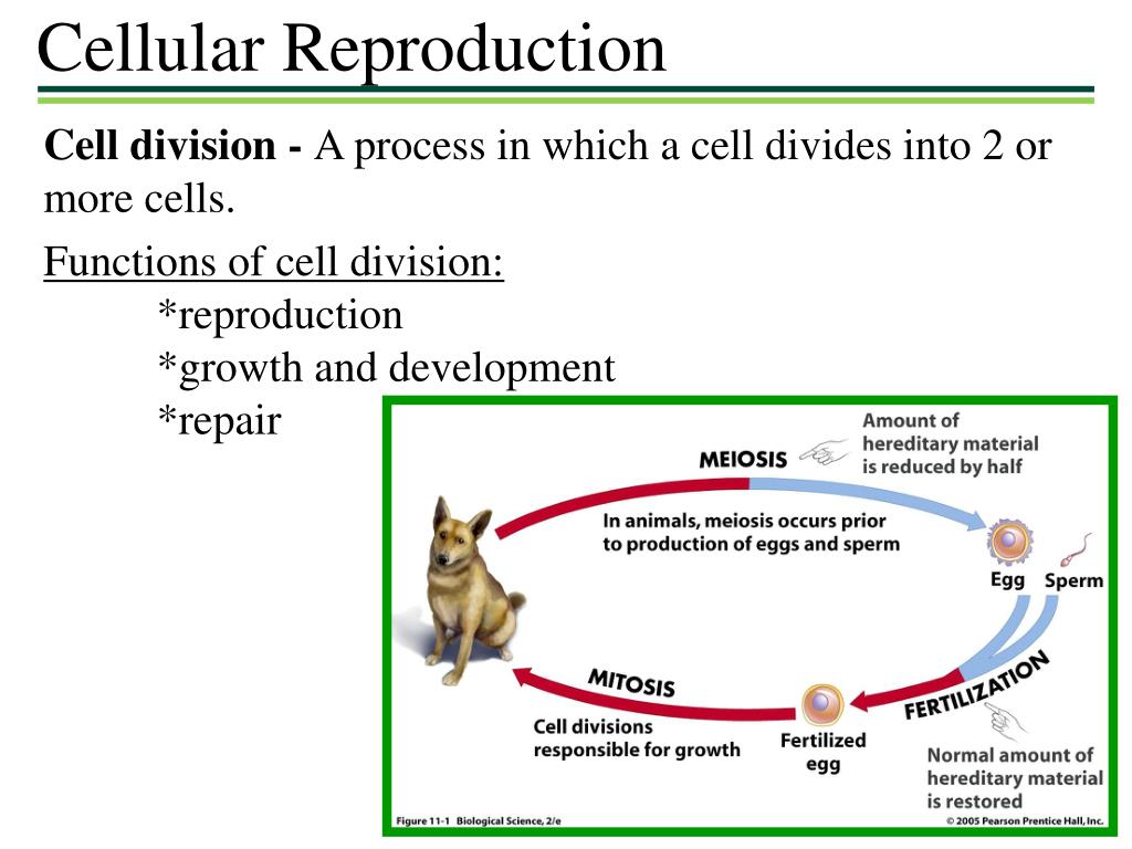 PPT - Cellular Reproduction PowerPoint Presentation, free download - ID ...