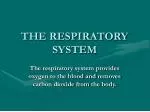 PPT - Respiratory System Fun Facts PowerPoint Presentation, free ...