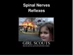 PPT - Chapter 13 Spinal Cord, Nerves and Reflexes PowerPoint ...