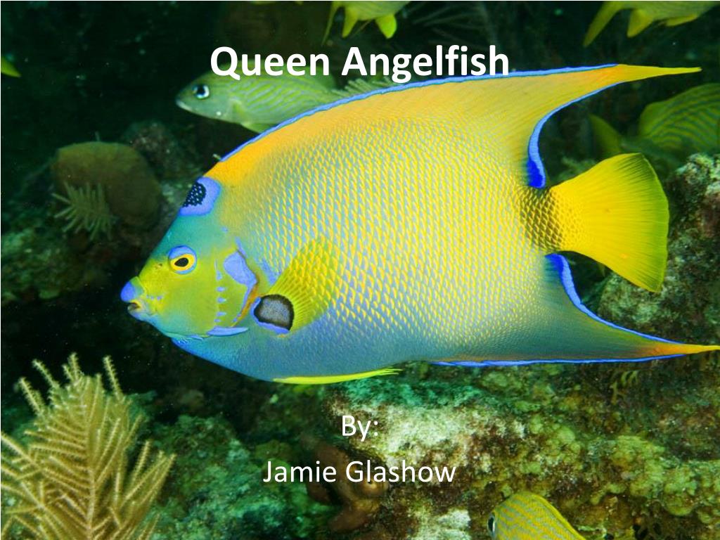 PPT - Queen Angelfish PowerPoint Presentation, free download - ID:1839259