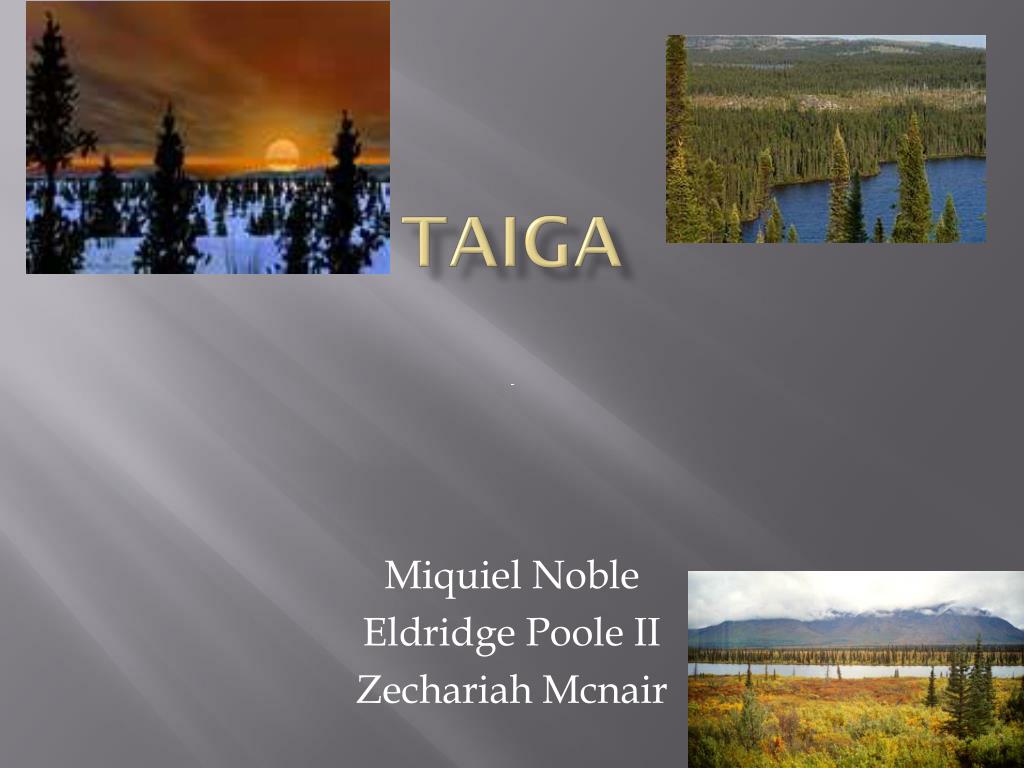 PPT - Taiga PowerPoint Presentation, free download - ID:1842097