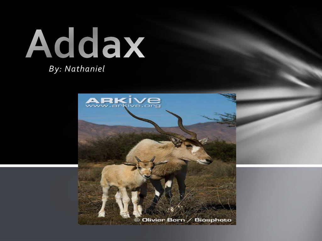 PPT - Addax PowerPoint Presentation, free download - ID:1842539