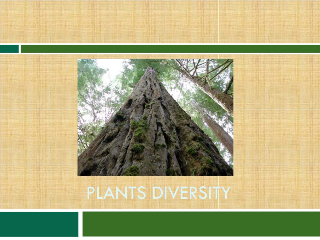 PPT - Plants Diversity PowerPoint Presentation, free download - ID:1842706