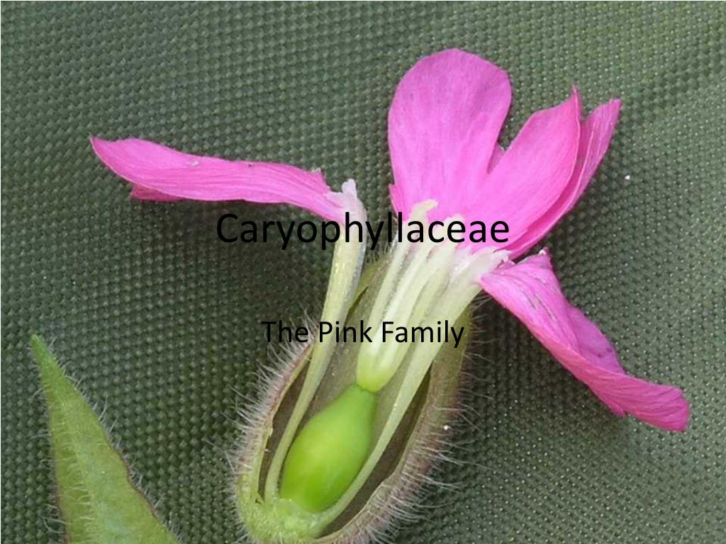 PPT - Caryophyllaceae PowerPoint Presentation, free download - ID:1843784