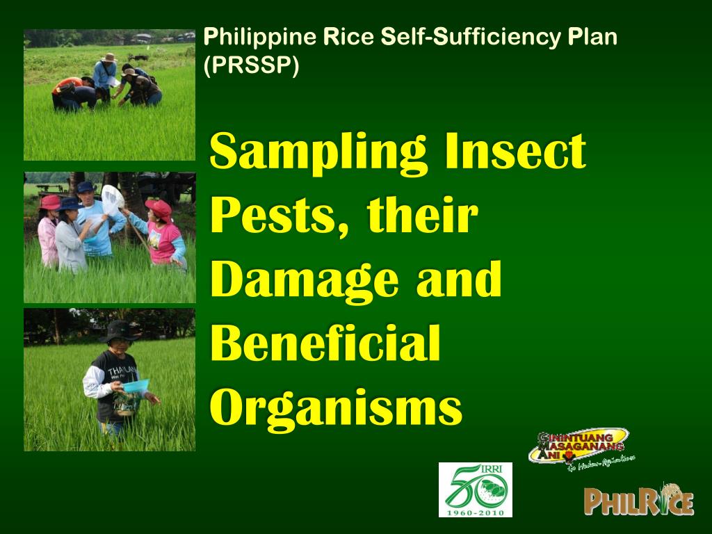 PPT - Sampling Insect Pests, their Damage and Beneficial Organisms ...