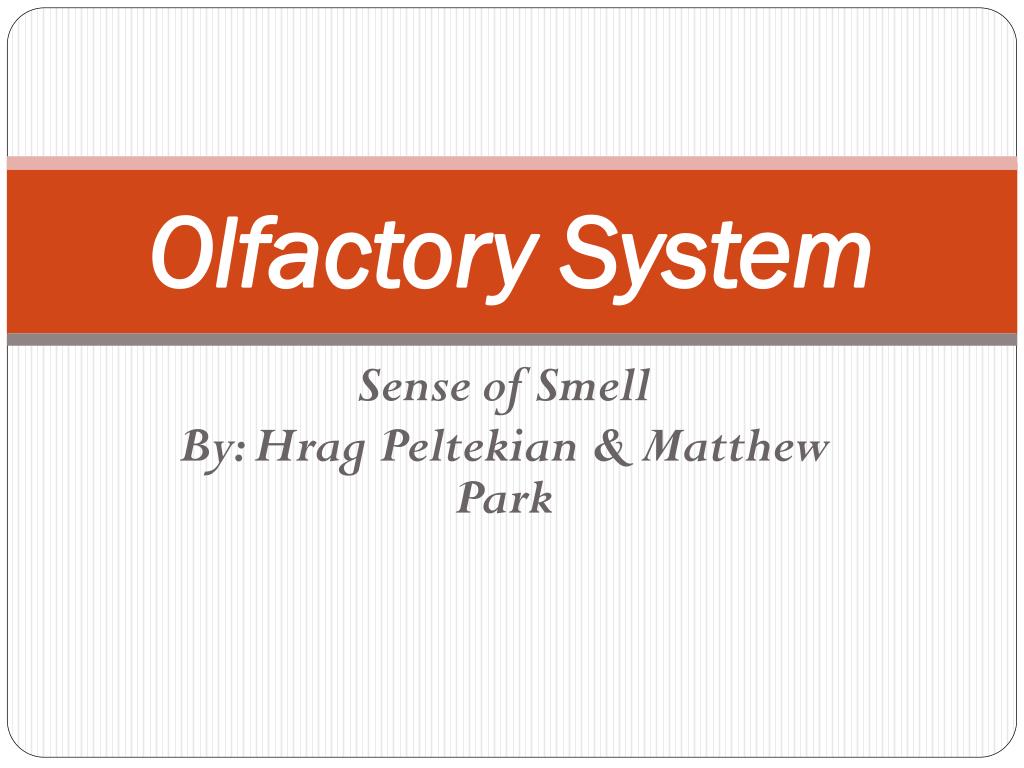 PPT - Olfactory System PowerPoint Presentation, free download - ID:1857758
