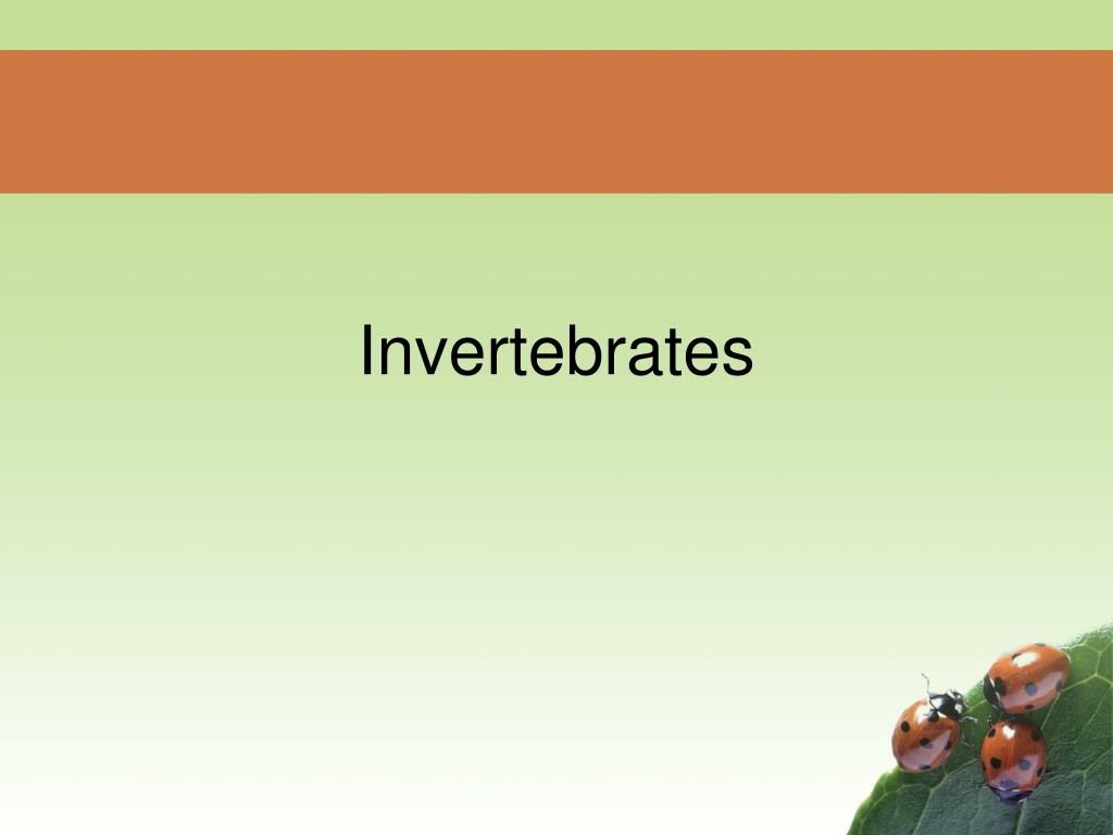 PPT - Invertebrates PowerPoint Presentation, free download - ID:1862099