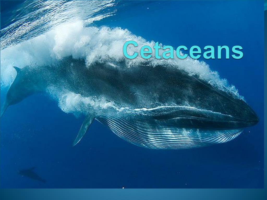 PPT - Cetaceans PowerPoint Presentation, free download - ID:1862751