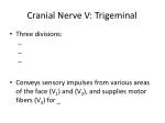 PPT - Trigeminal Nerve PowerPoint Presentation, free download - ID:6116397
