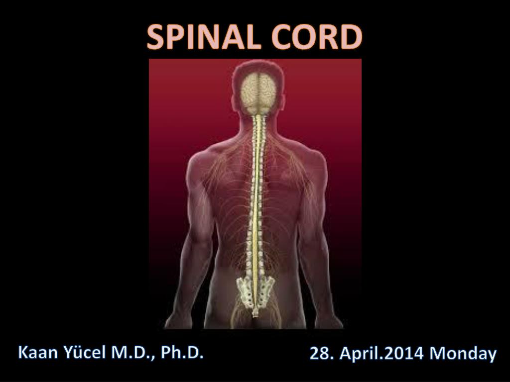 PPT - SPINAL CORD PowerPoint Presentation, free download - ID:1862936