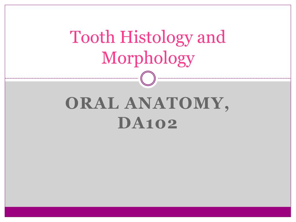 PPT - Tooth Histology and Morphology PowerPoint Presentation, free ...
