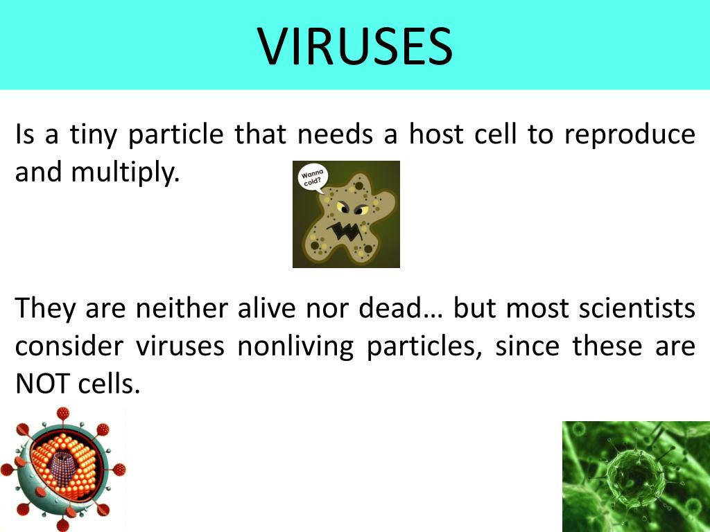 PPT - VIRUSES PowerPoint Presentation, free download - ID:1864068