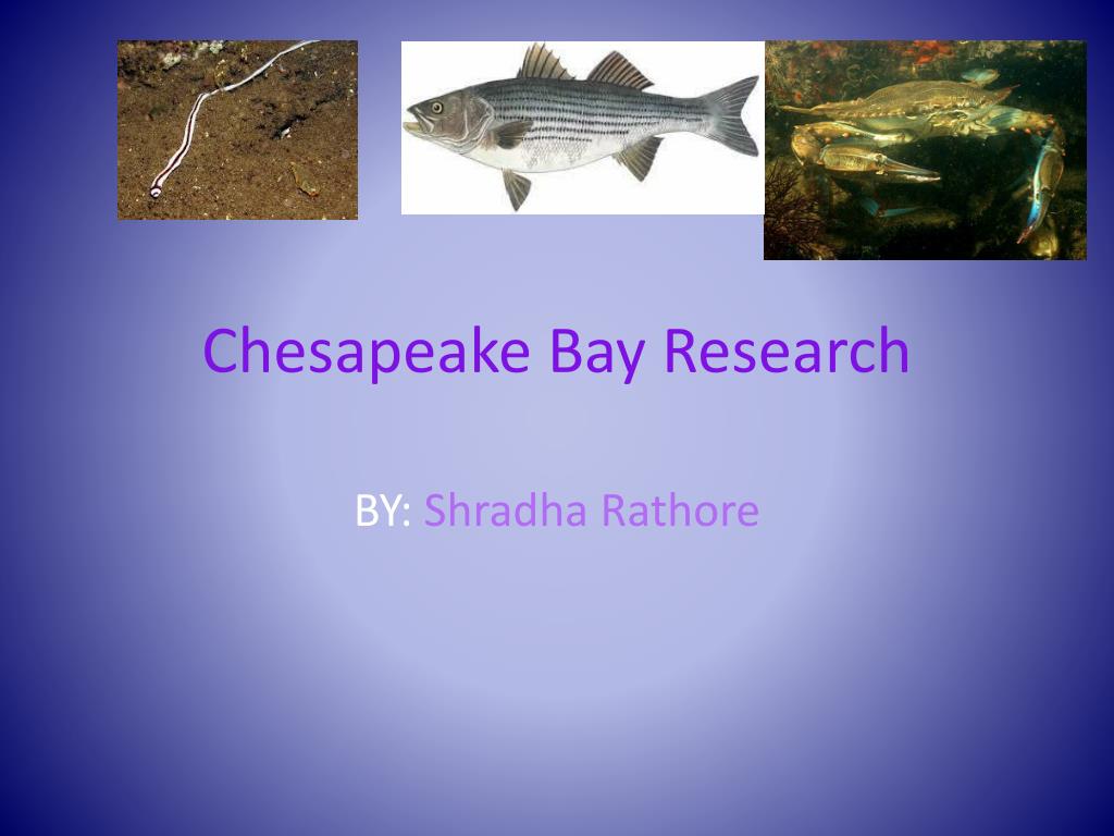 PPT - Chesapeake Bay Research PowerPoint Presentation, free download ...