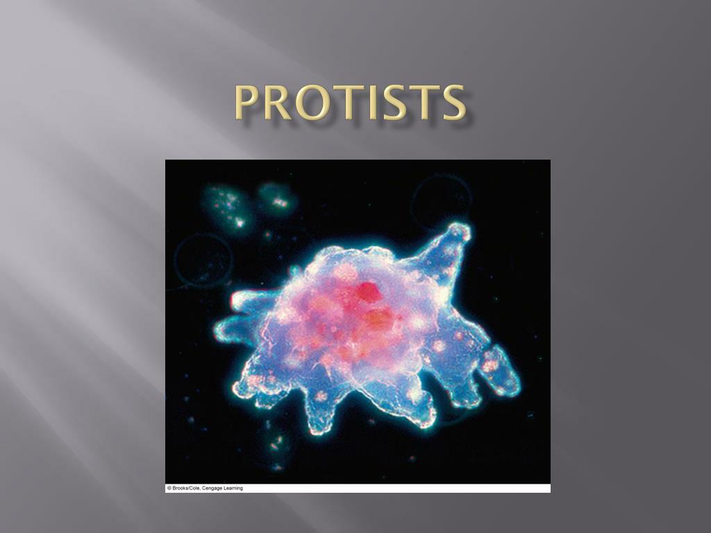 PPT - Protists PowerPoint Presentation, free download - ID:1864302