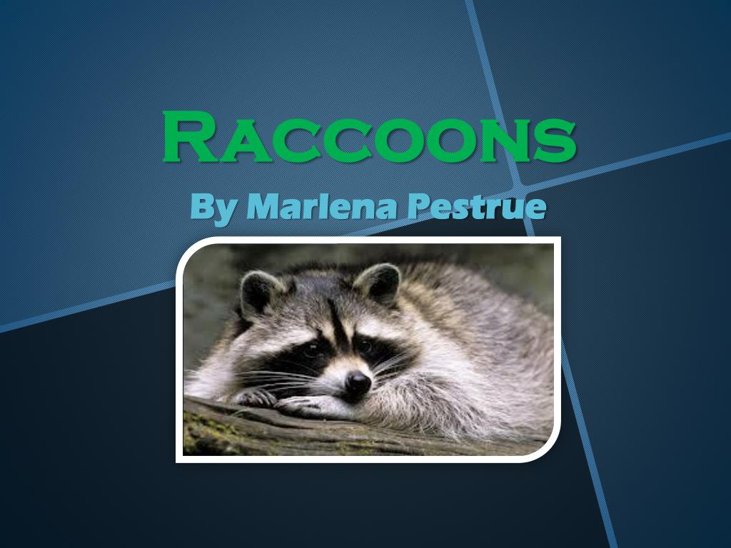 PPT - Raccoons PowerPoint Presentation, free download - ID:1865490