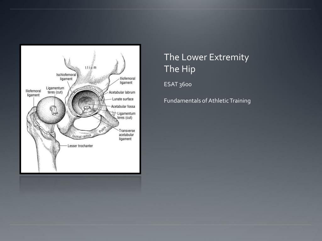 PPT - The Lower Extremity The Hip PowerPoint Presentation, free ...