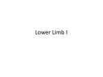PPT - Common Pediatric Lower Limb Disorders PowerPoint Presentation ...