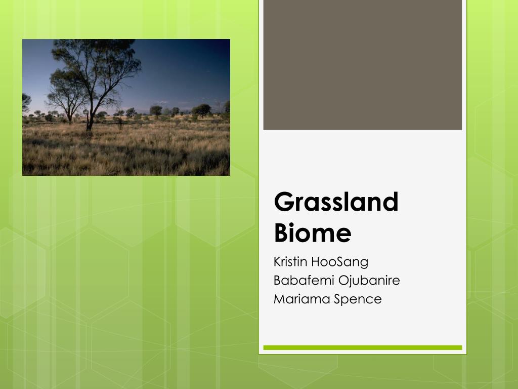 PPT - Grassland Biome PowerPoint Presentation, free download - ID:1867032