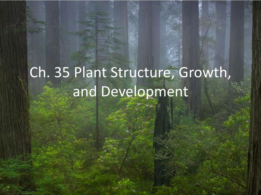 PPT - Ch. 35 Plant Structure, Growth, and Development PowerPoint ...