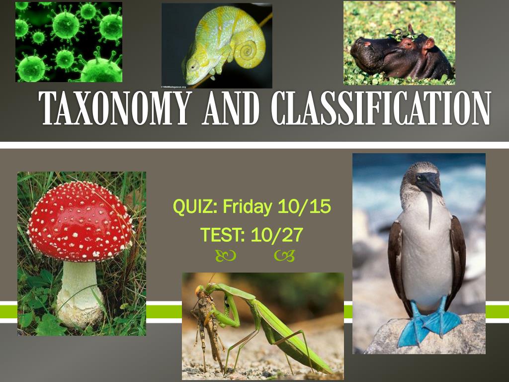PPT - TAXONOMY AND CLASSIFICATION PowerPoint Presentation, free ...