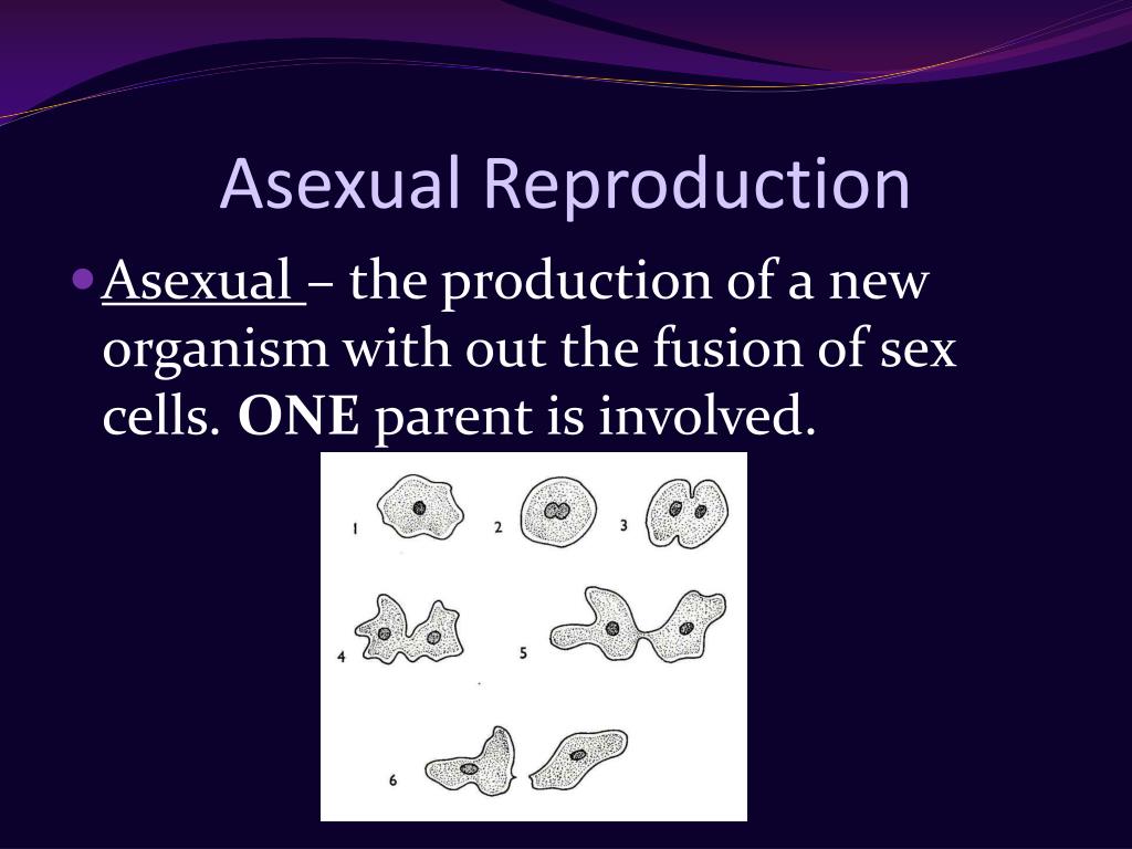 PPT - Asexual Reproduction PowerPoint Presentation, free download - ID ...