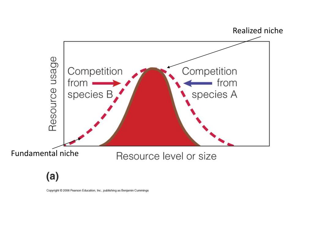 PPT - Fundamental niche PowerPoint Presentation, free download - ID:1867785