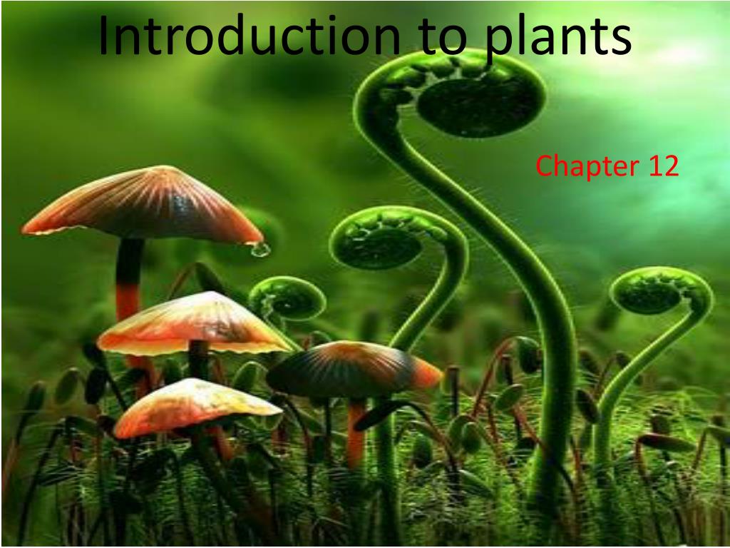 PPT - Introduction to plants PowerPoint Presentation, free download ...